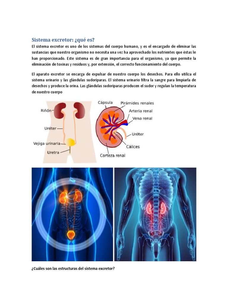 Sistema Excretor: ¿Qué Es?: ¿Cuáles Son Las Estructuras Del Sistema Excretor? | PDF
