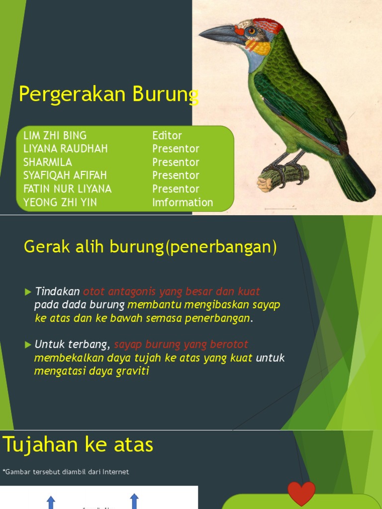 Adaptasi dan Gerak Terbang Burung | PDF