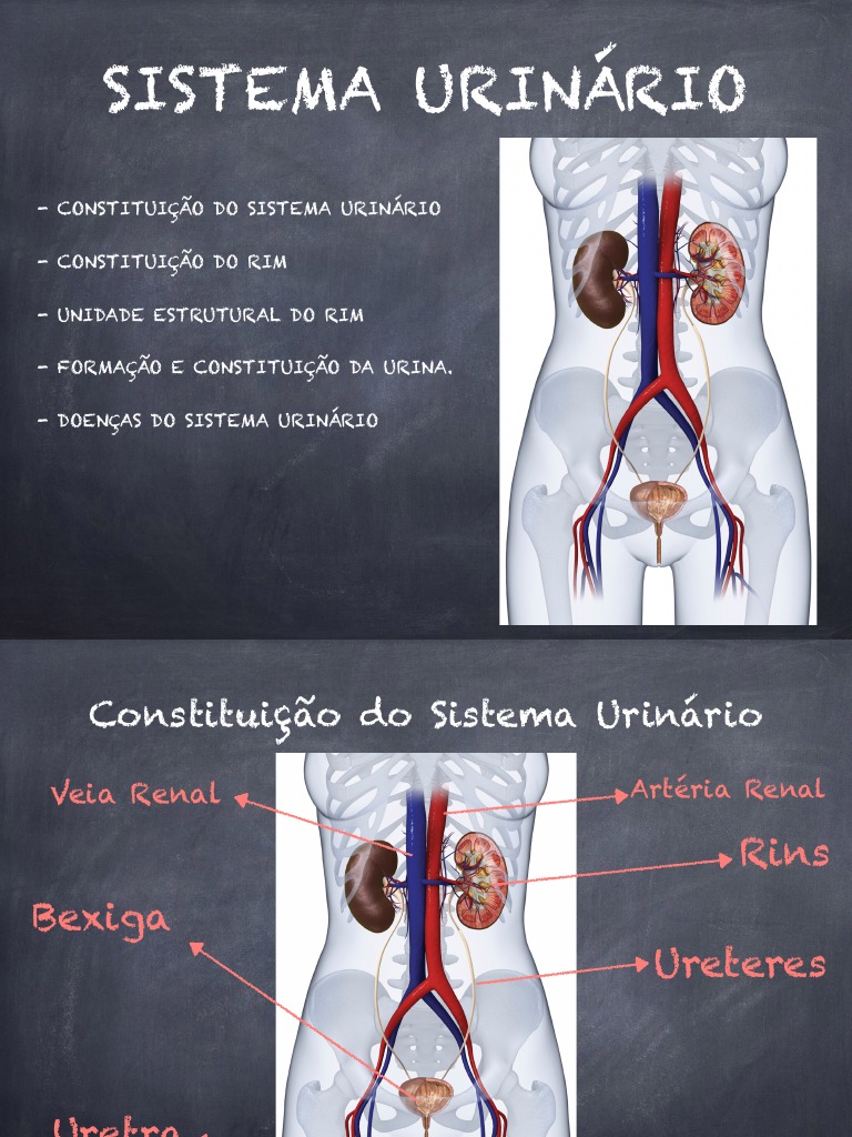 Sistema Urinário | PDF