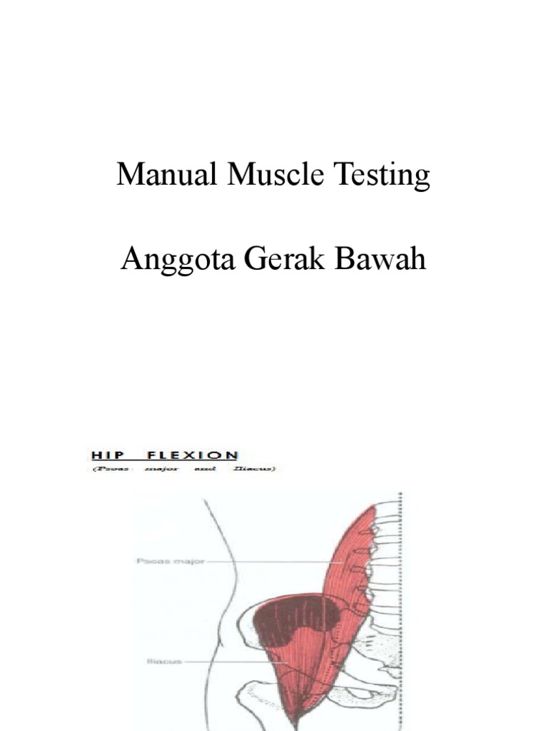 Manual Muscle Testing | PDF