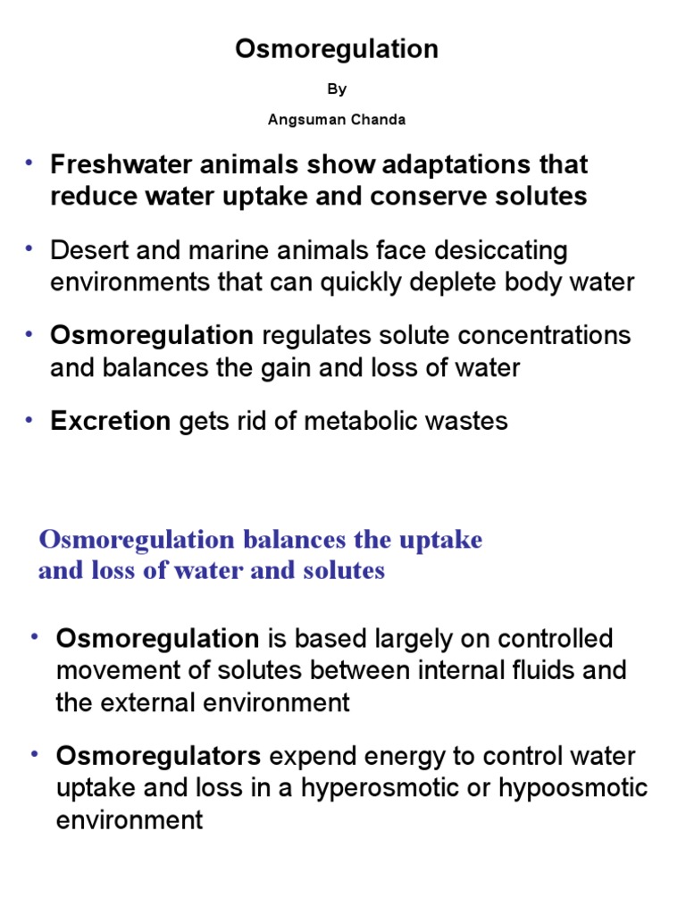 Understanding Osmoregulation in Animals | PDF | Kidney | Animal Anatomy