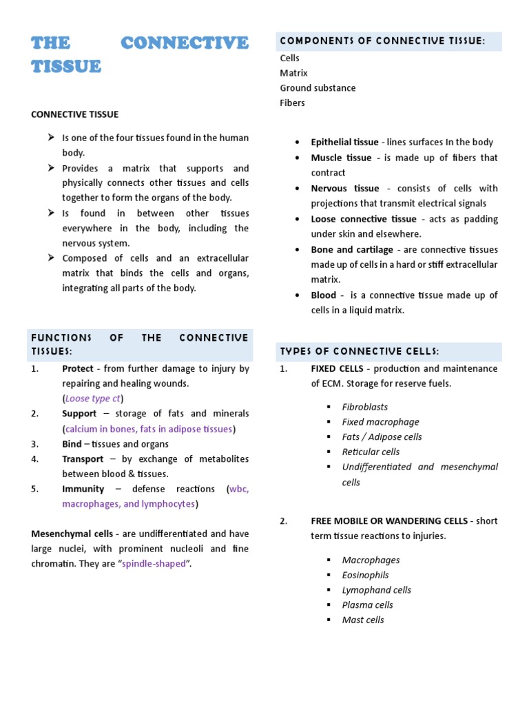 The Connective Tissue Reviewer | PDF | Connective Tissue ...