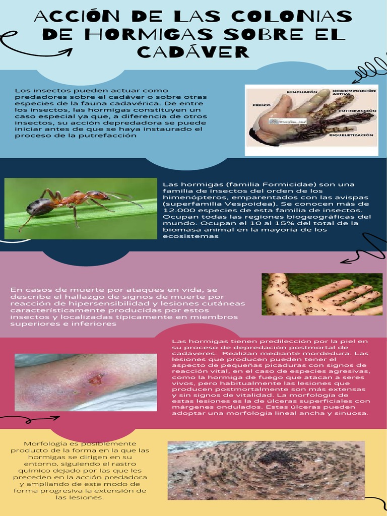 acción de las colonias de hormigas sobre el cadáver | PDF | Hormiga ...
