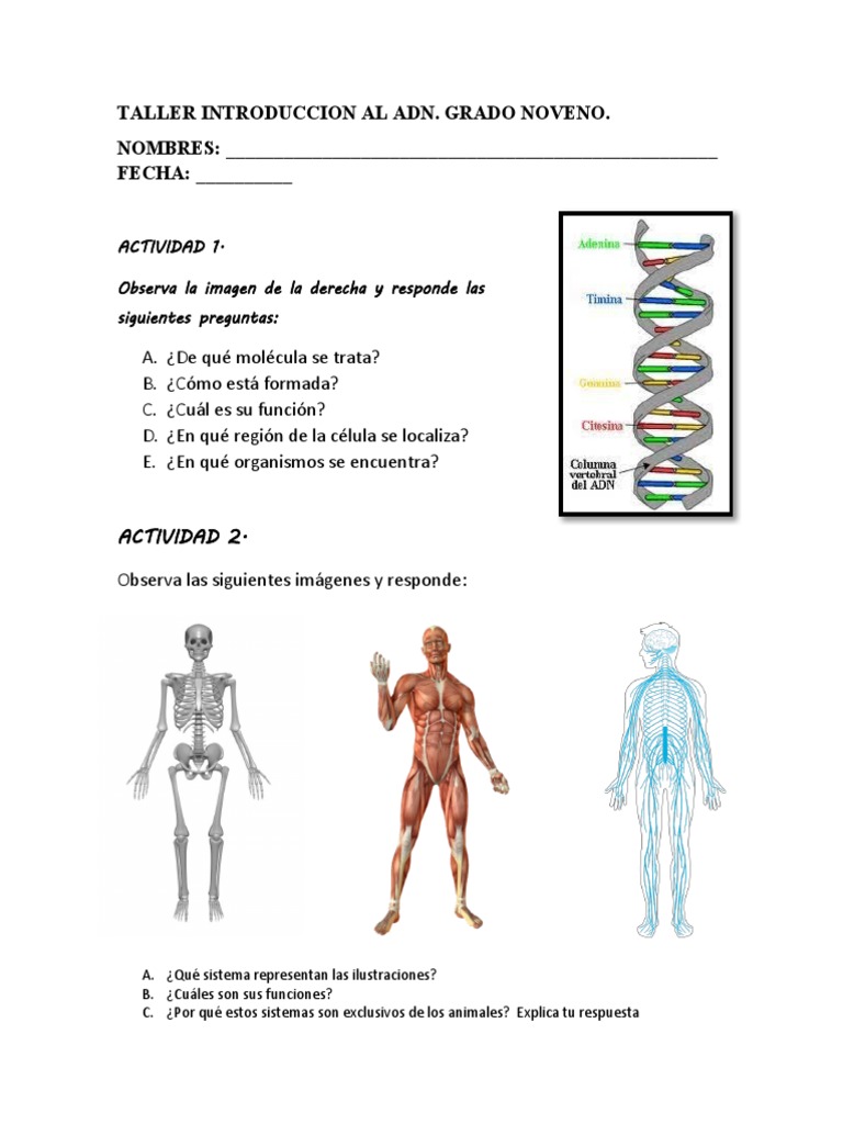 Taller Introduccion Al Adn. Grado 9 | PDF Taller Introduccion Al Adn. Grado 9 | PDF