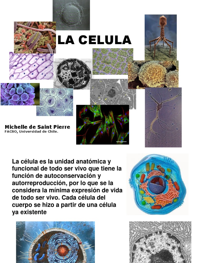 Clase 1 La Celula | PDF | Biología Celular) | Organismos