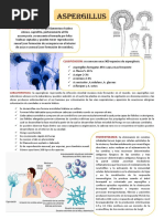 Perfil ENA y detección de autoanticuerpos | PDF | Anticuerpo | Bioquímica