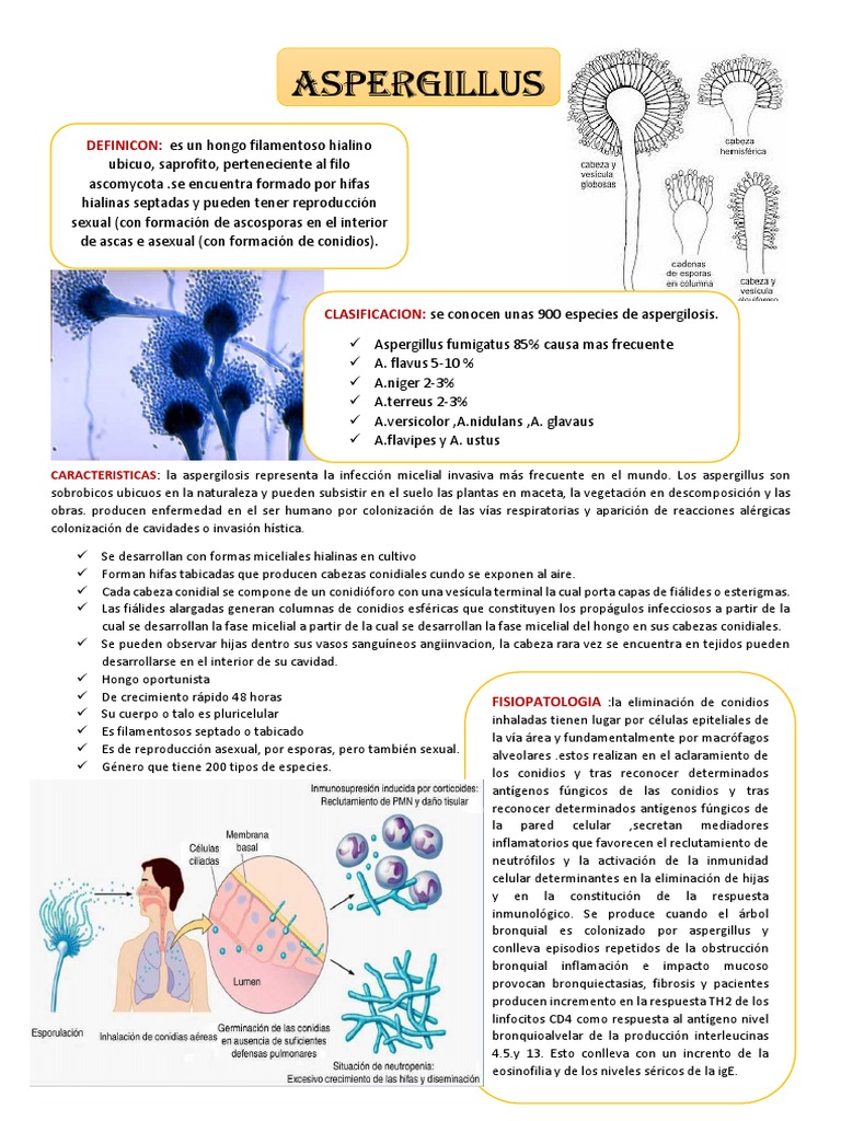 ASPERGILLUS | PDF | Sistema inmune | Inflamación