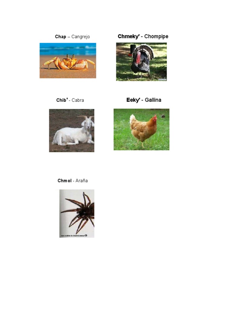 Animales en Mam | PDF