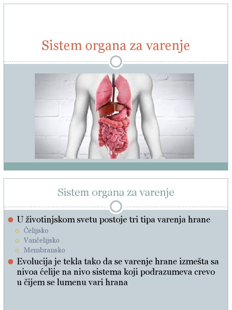 Sistem Organa Za Varenje | PDF