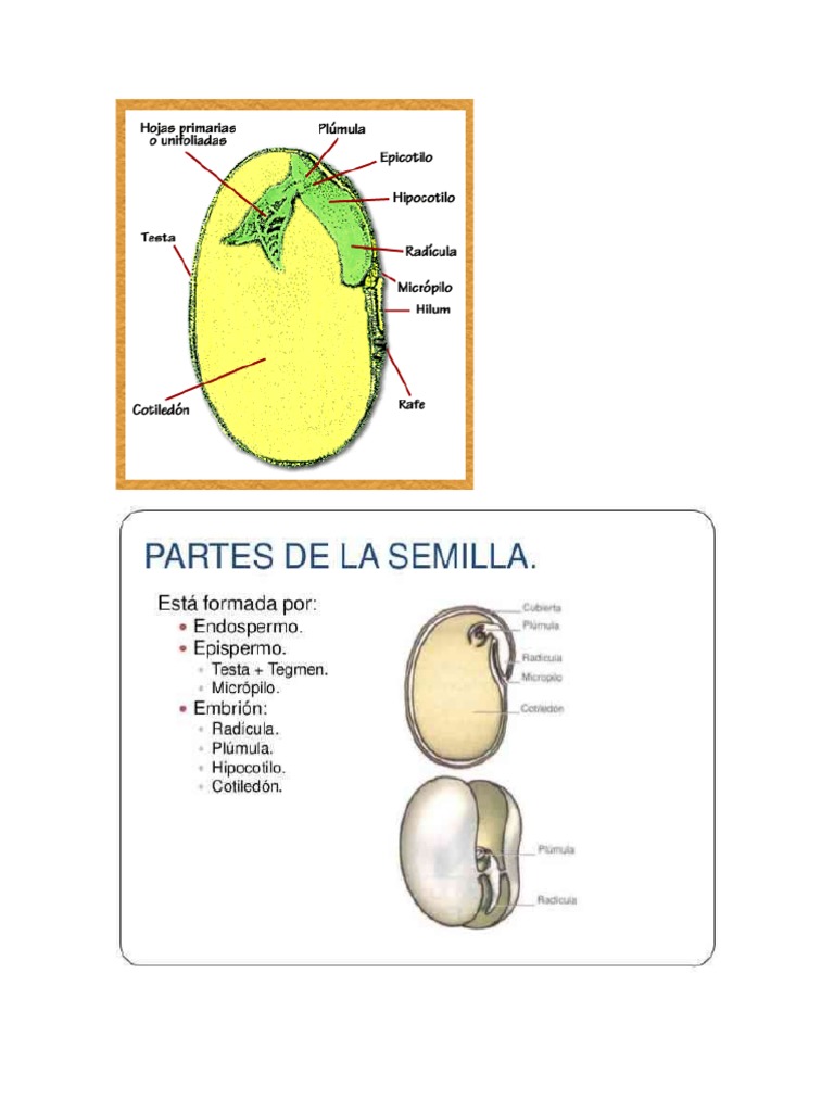 Partes Del Embrión en Angiospermas | PDF | Germinación | Semilla