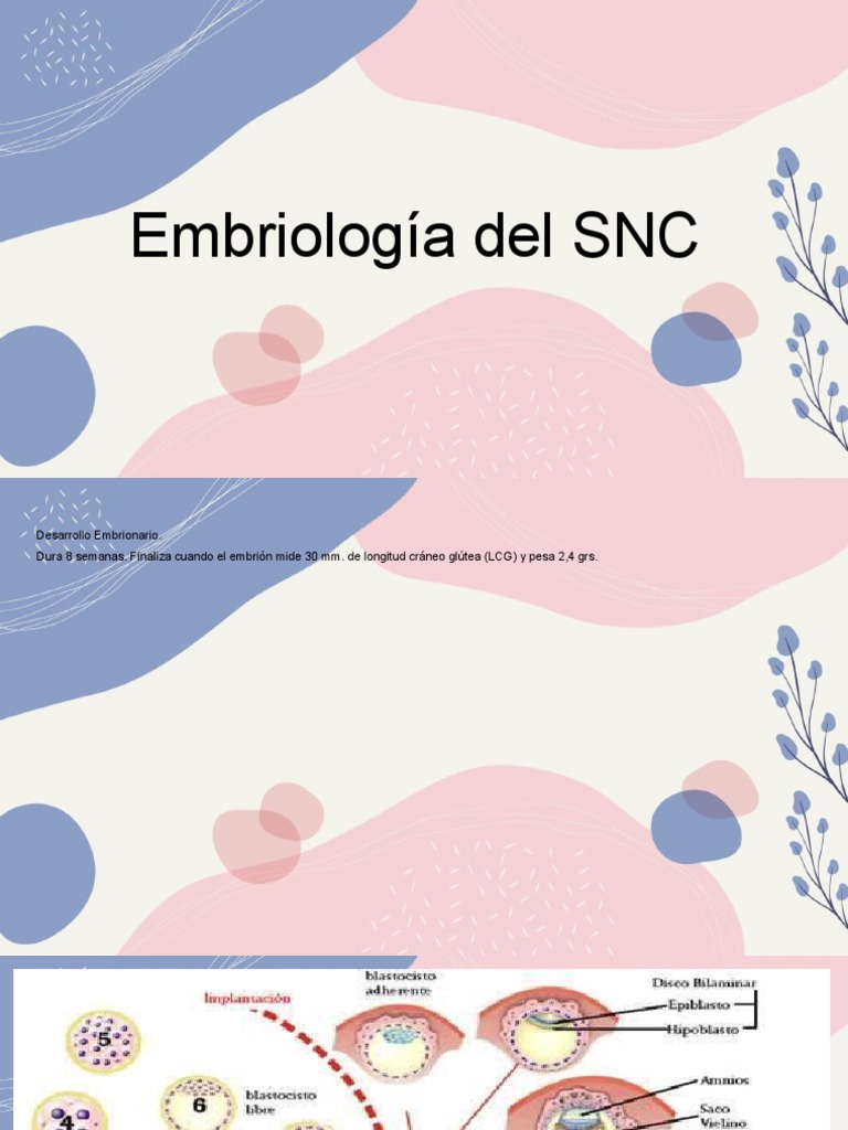Embriología Del SNC | PDF | Neurona | Embrión