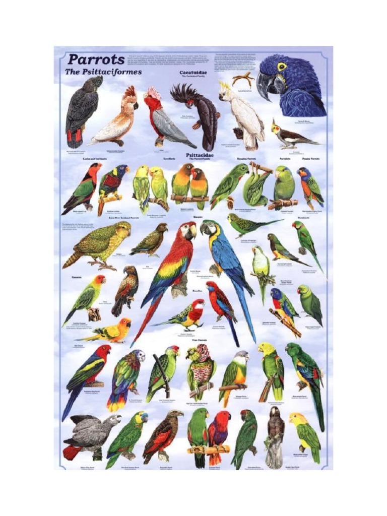 Tipo de Cotorros | PDF