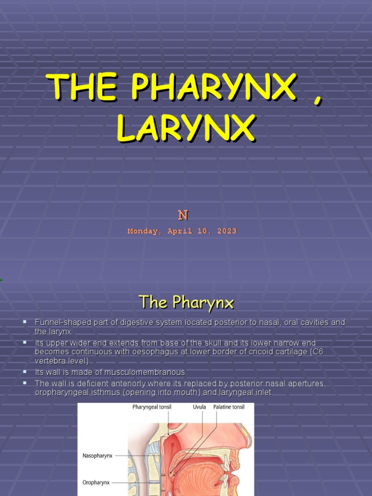 The Larynx An Pharynx | PDF | Larynx | Respiratory System