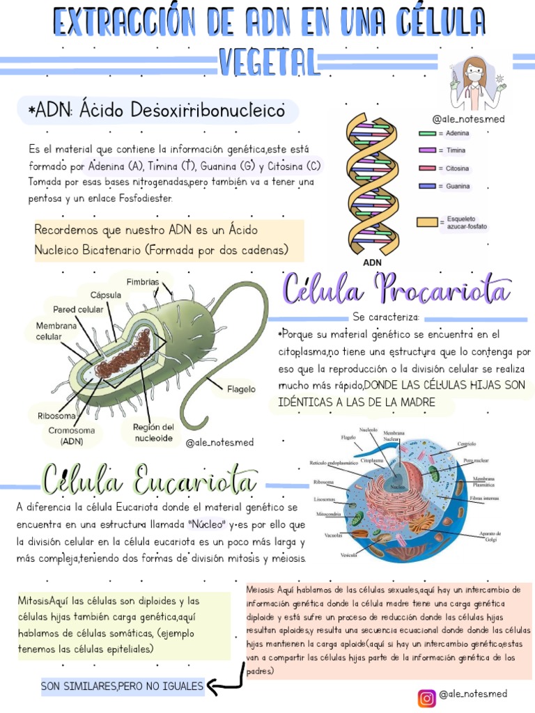 Extracción de ADN | PDF | Adn | Biología Celular)