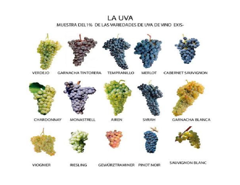 Variedades de Uva | PDF