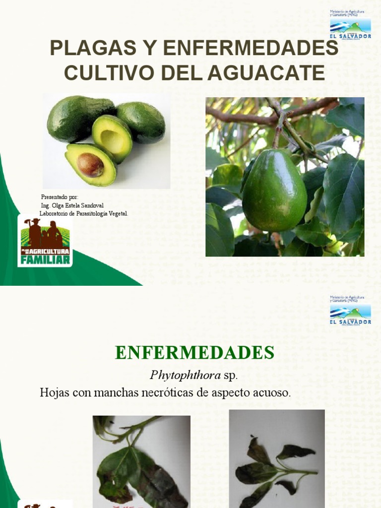 Control de Plagas y Enfermedades en Aguacate | PDF | Salud y bienestar