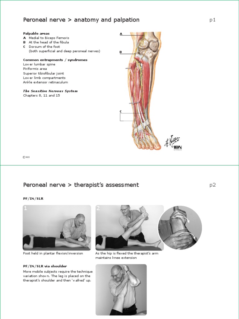 noi_neurodynamics_handbook_peroneal_nerve | PDF | Anatomical Terms Of ...