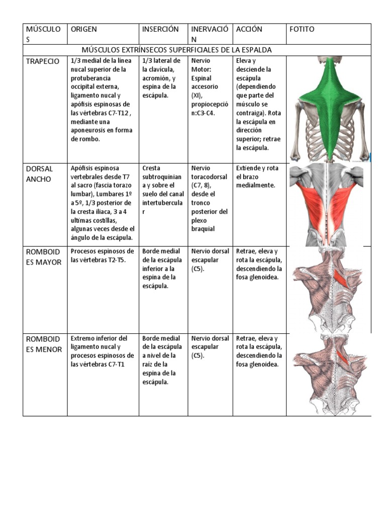 Origen E Inserción Del Músculo Trapecio