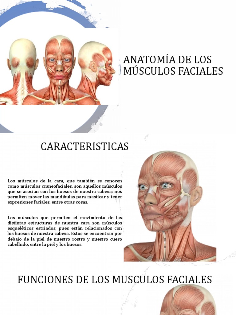 Anatomía de los Músculos Faciales | PDF | Cara | Cabeza y cuello humanos
