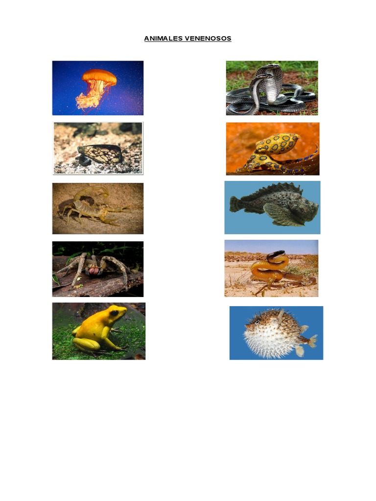 Animales Venenosos | PDF