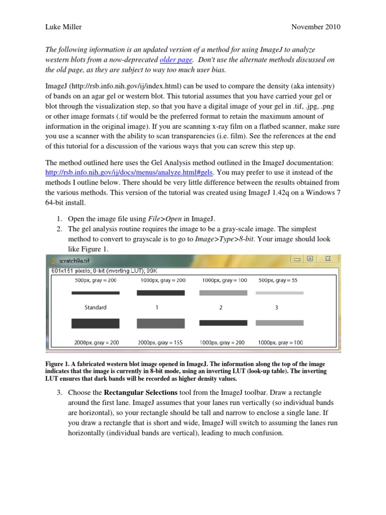ImageJ Western Blot Analysis Guide | PDF | Western Blot | Image Scanner