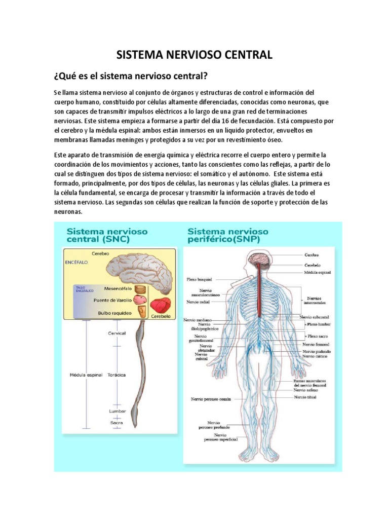 Sistema Nervioso | PDF