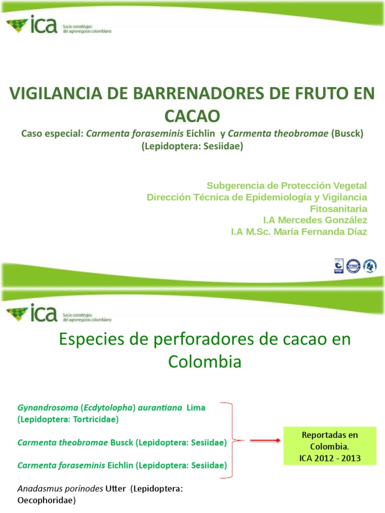 Vigilancia de Carmenta en Cacao | PDF | Lepidópteros | Insectos