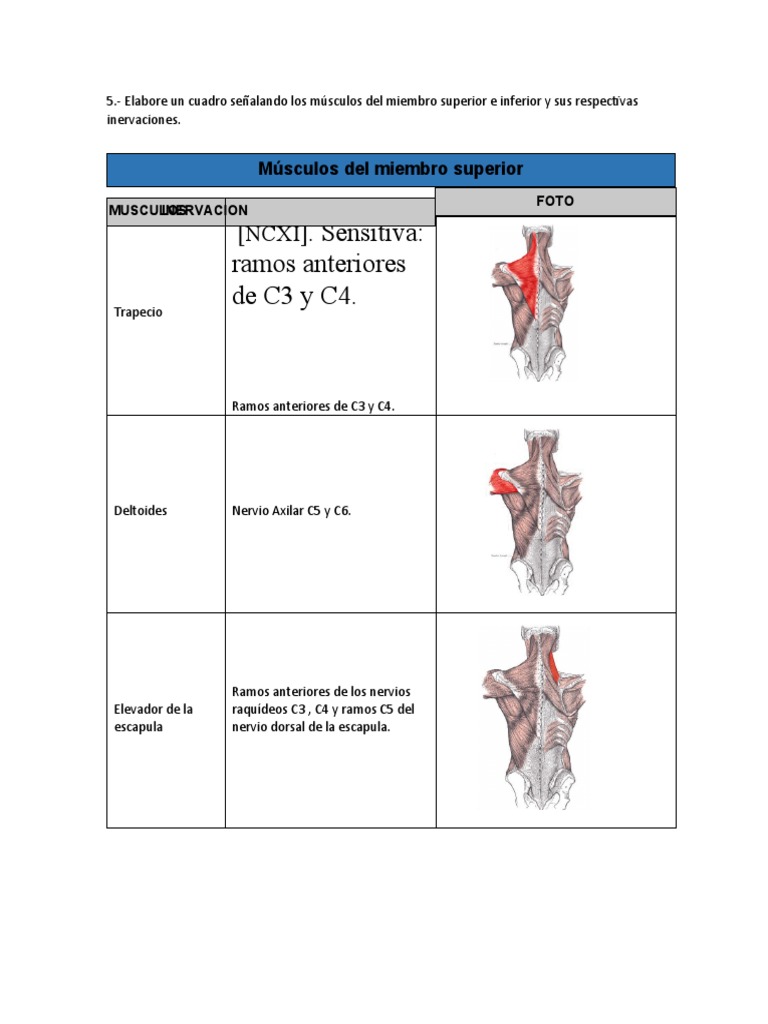MUSCULO SUPERIOR Terminado | PDF | Anatomía humana | Extremidades ...
