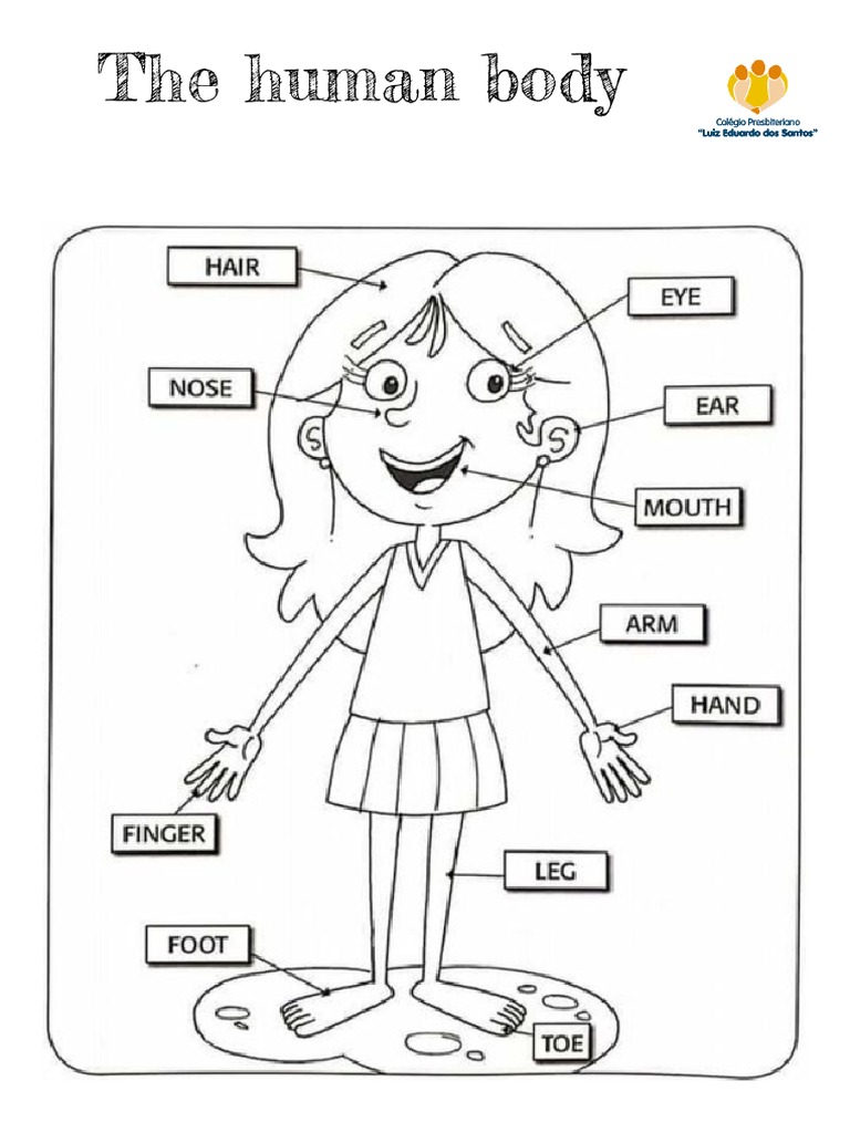 Atividade Sobre Partes Do Corpo Humano em Inglês | PDF