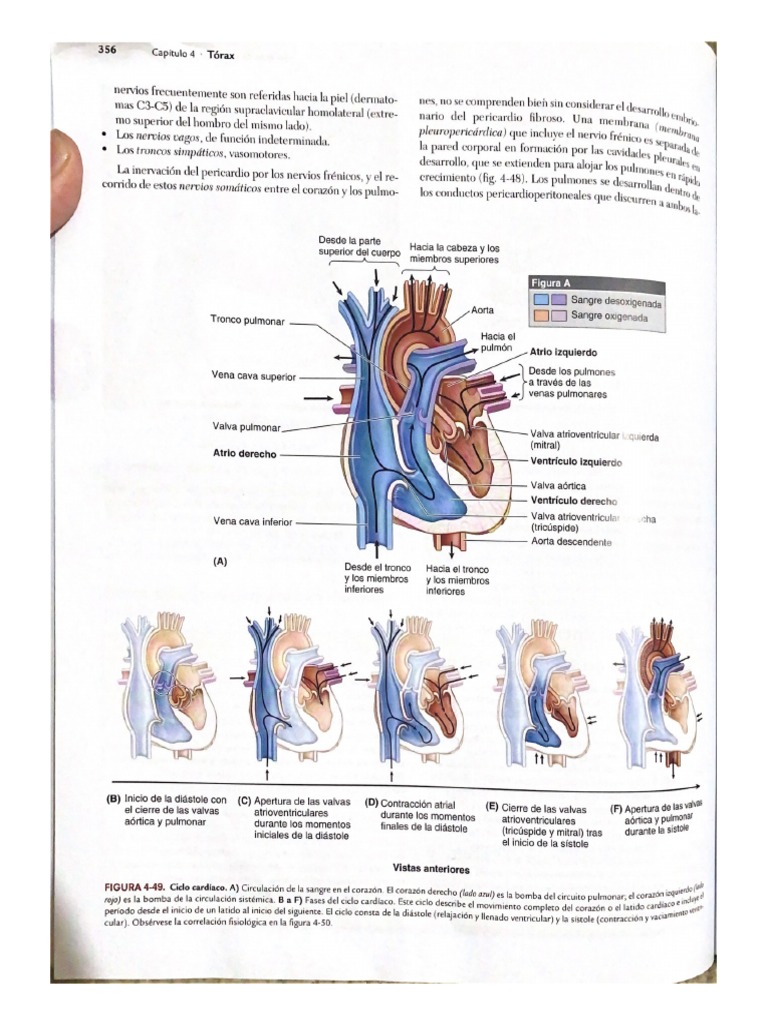 Capítulo 4 - Tórax | PDF