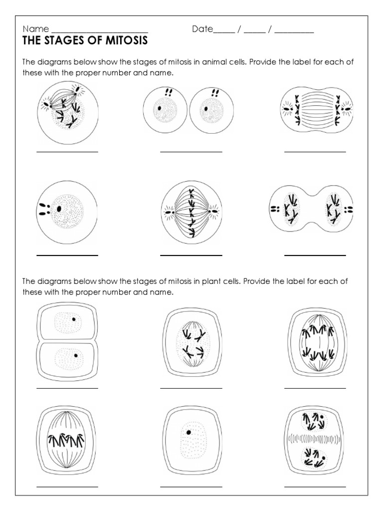 Mitosis Stages in Animal and Plant Cells | PDF | Science & Mathematics