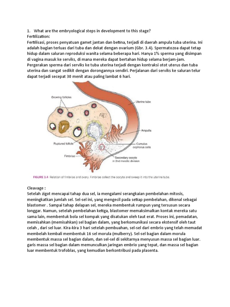 Lo Wo Week 1 FMS Ii | PDF