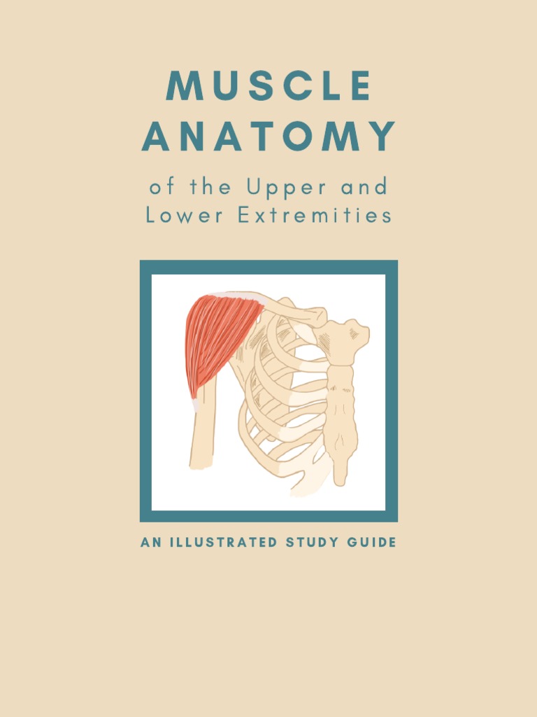 E1 Muscle Anatomy | PDF | Thumb | Foot