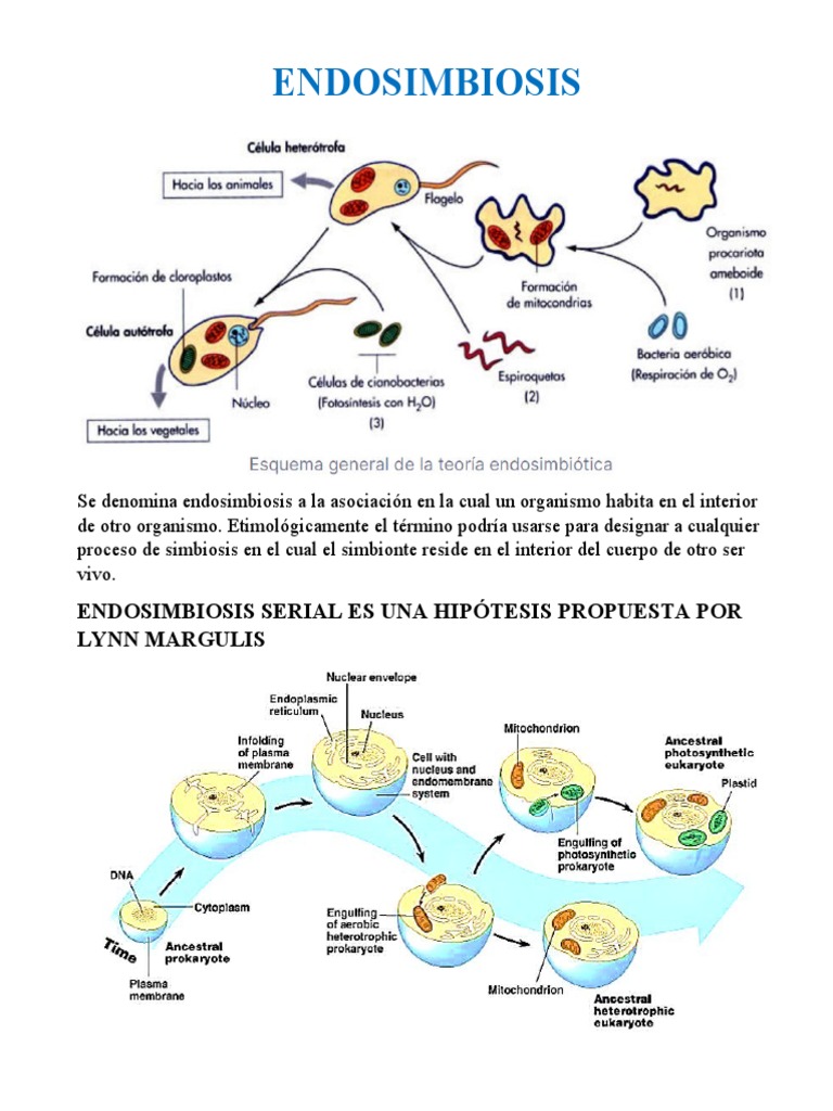 ENDOSIMBIOSIS | PDF
