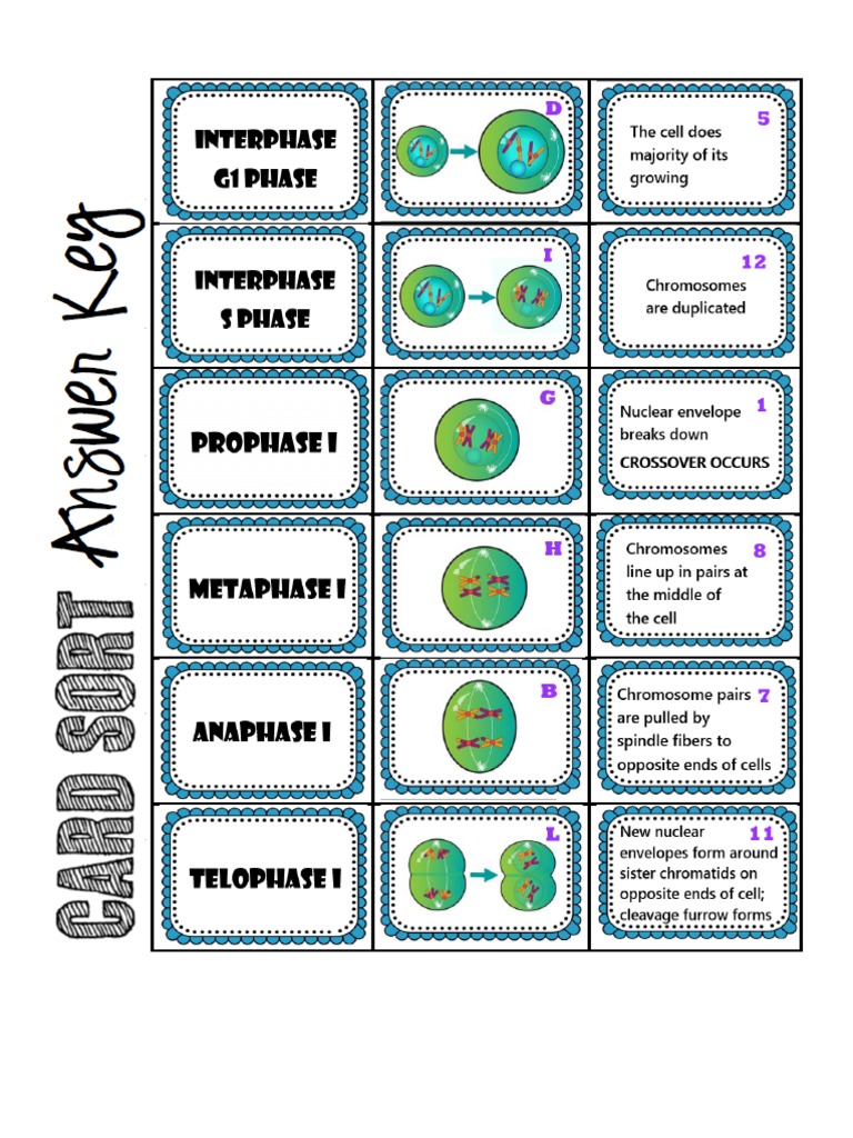 Meiosis Card Sort Key | PDF