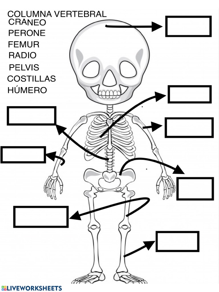 Esqueleto Humano Pdf