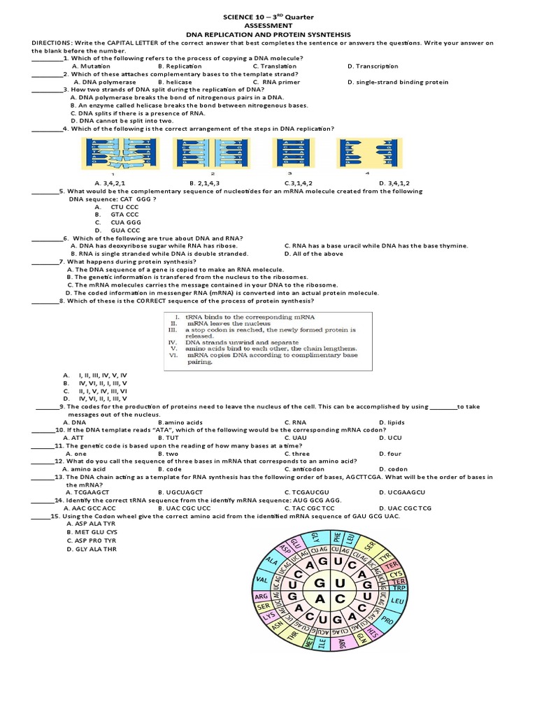 DNA Replication & Protein Synthesis Quiz | PDF | Dna | Rna