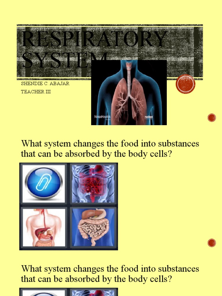 Respiratory System | PDF | Respiratory Tract | Respiratory System