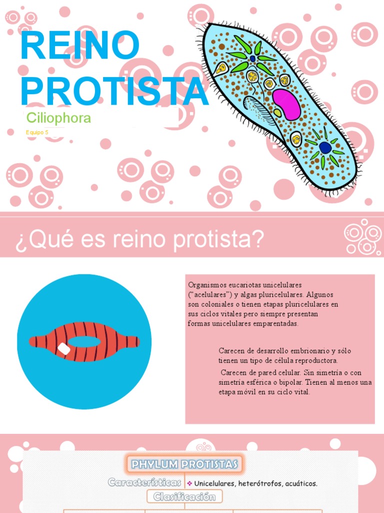 Reino Protista | PDF | Biología Celular) | Biología