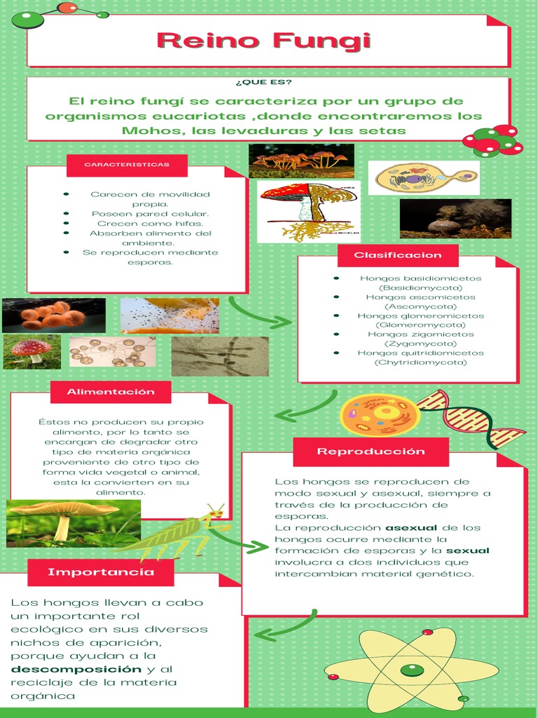 Reino Fungi | PDF | Hongo | Naturaleza