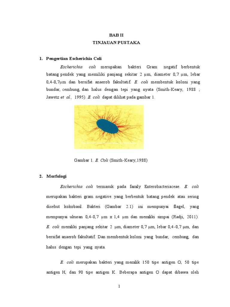 E. Coli dan Infeksi Saluran Kemih | PDF | Kesehatan Holistik
