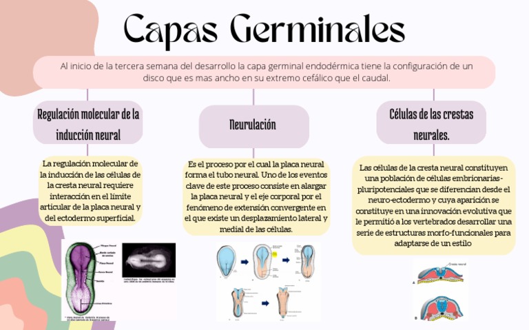 Capas Germinales: Regulación Molecular de La Inducción Neural Neurulación Células de Las Crestas ...