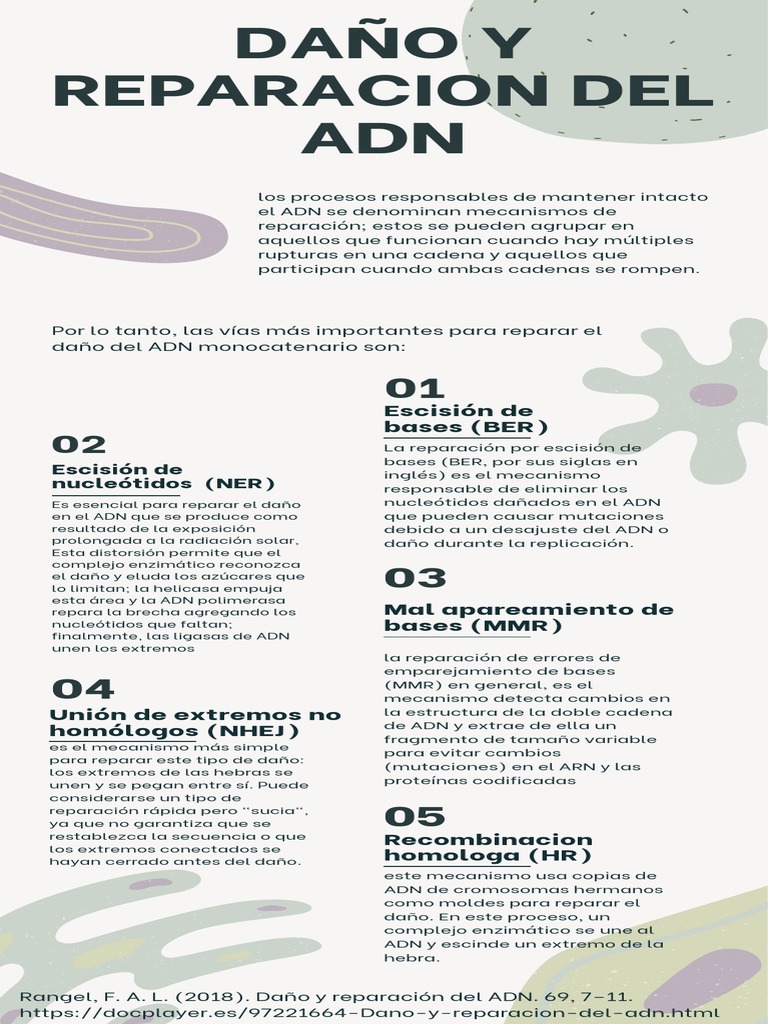 Reparación del ADN | PDF | Reparación de adn | Adn