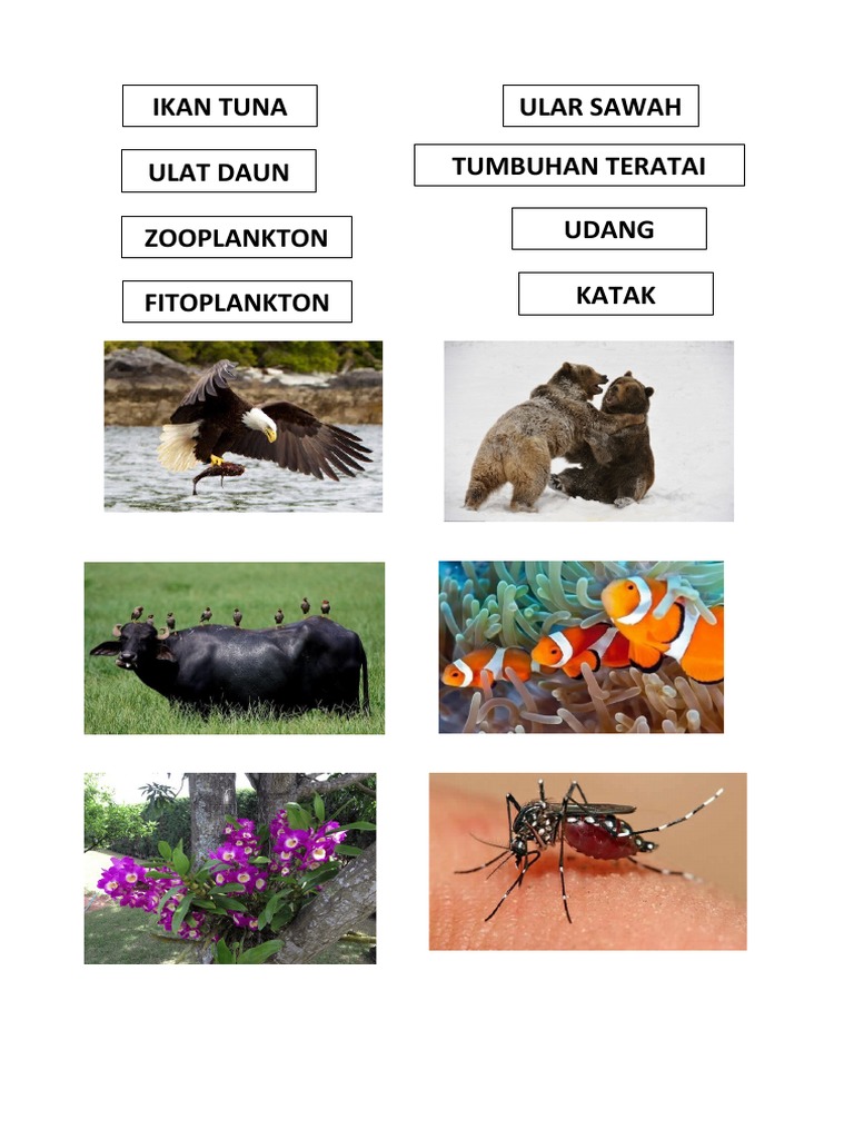 Ikan Tuna Ulat Daun Zooplankton Katak Fitoplankton Udang Ular Sawah ...