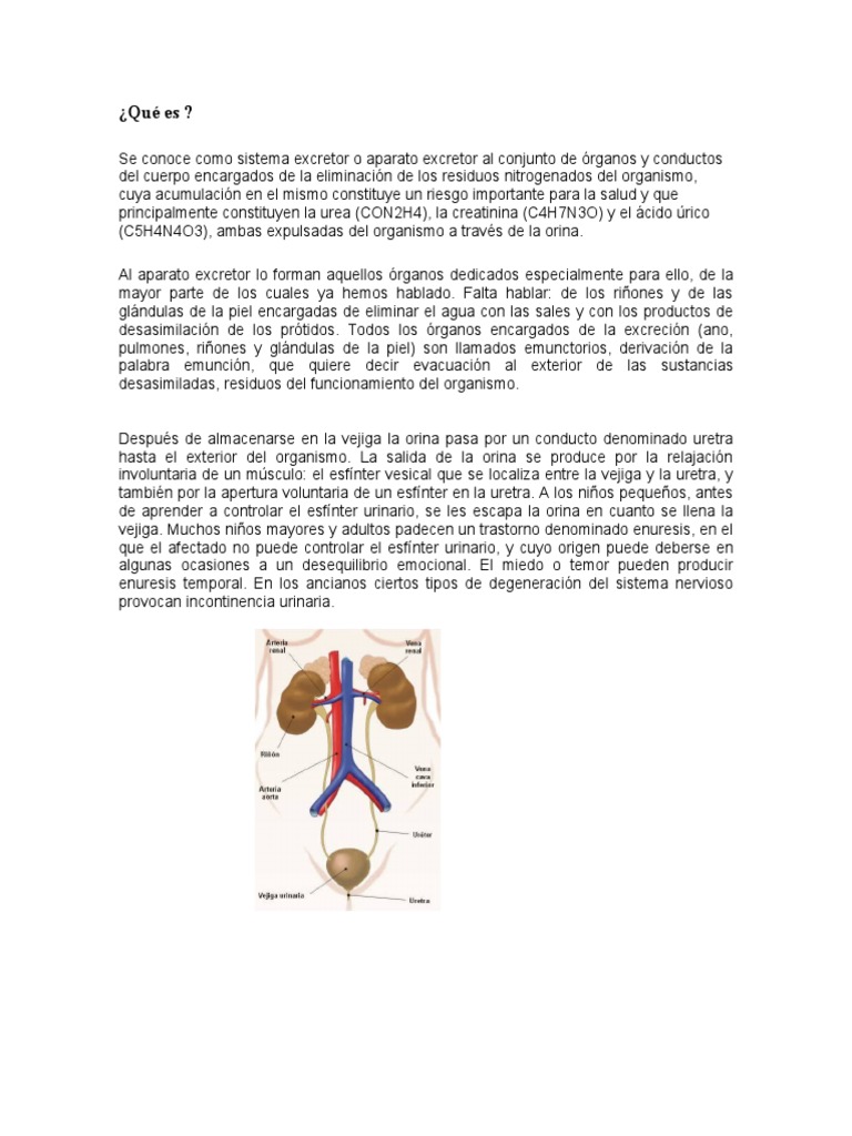 Libro | PDF | Sistema urinario | Vejiga urinaria