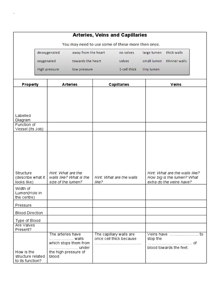 Structure of Blood Vessels - Worksheet | PDF | Artery | Vein