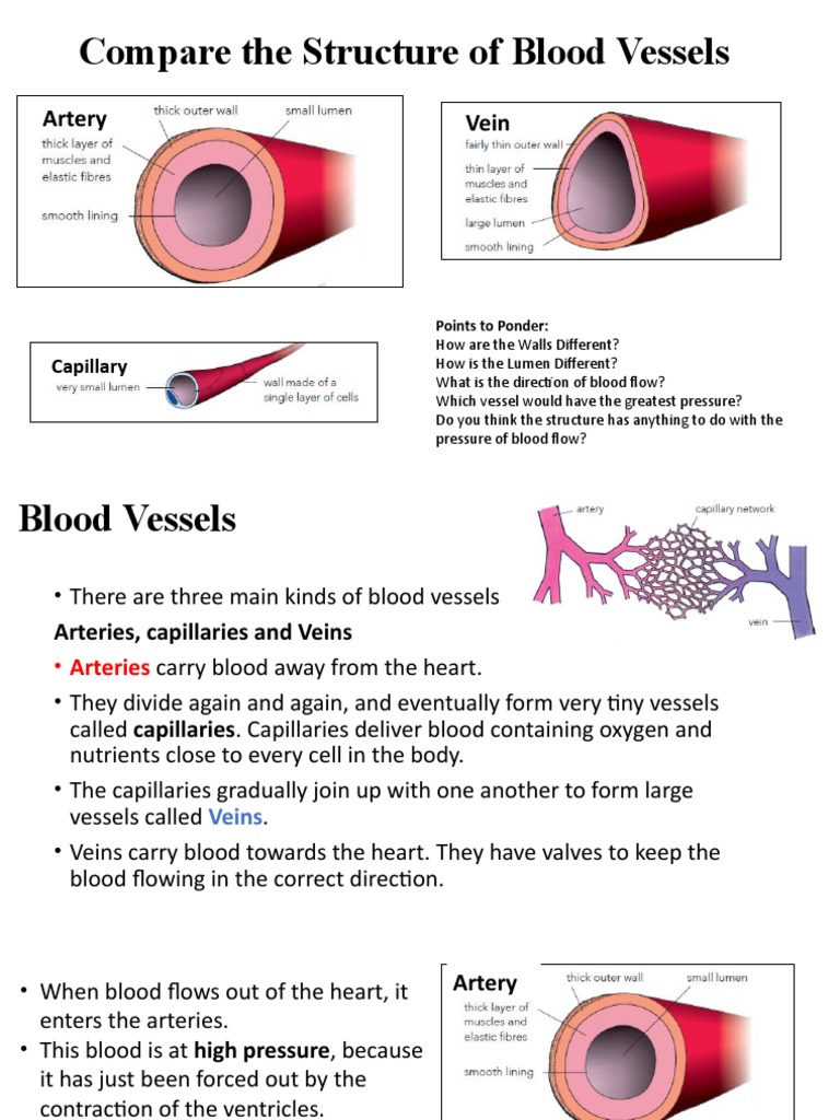 Structure of Blood Vessels - Stations | PDF | Artery | Blood Vessel