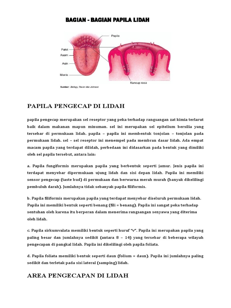 Bagian Lidah | PDF