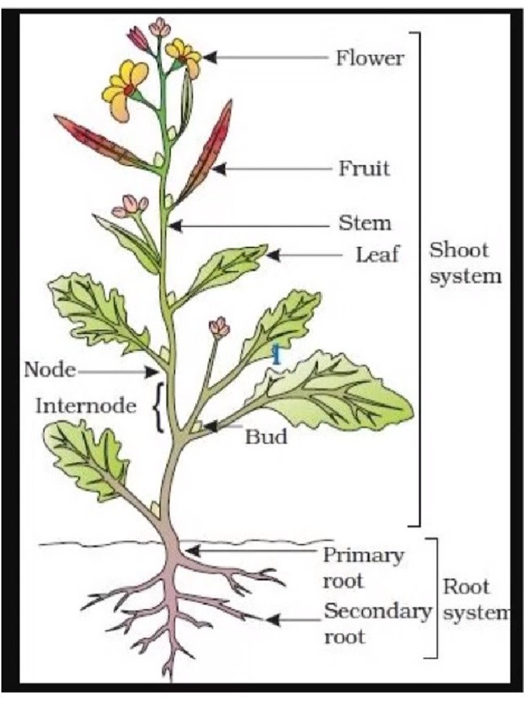 Parts of A Plant | PDF