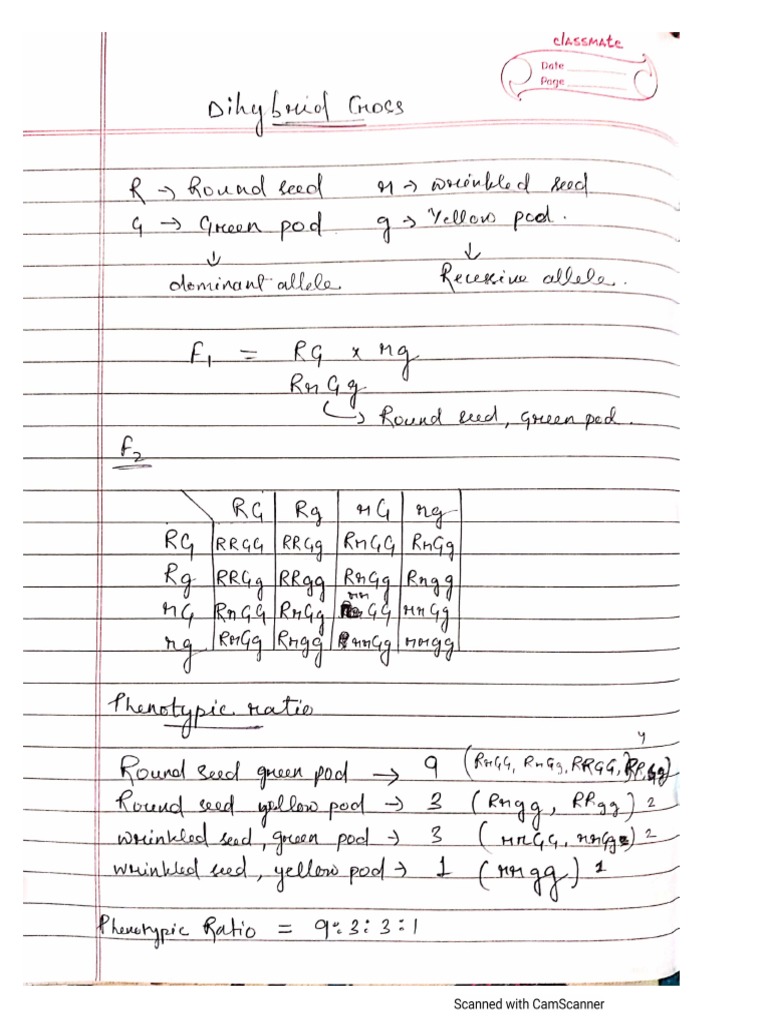 Dihybrid Cross Class Notes | PDF